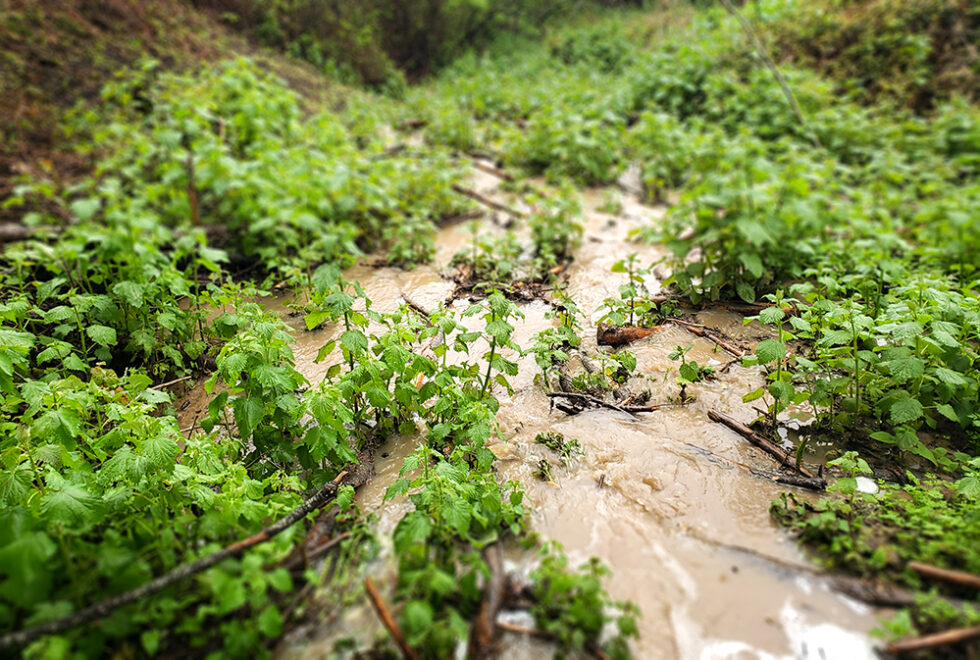 Effective Rainfall: Putting All that Wonderful Rain to Good Use ...